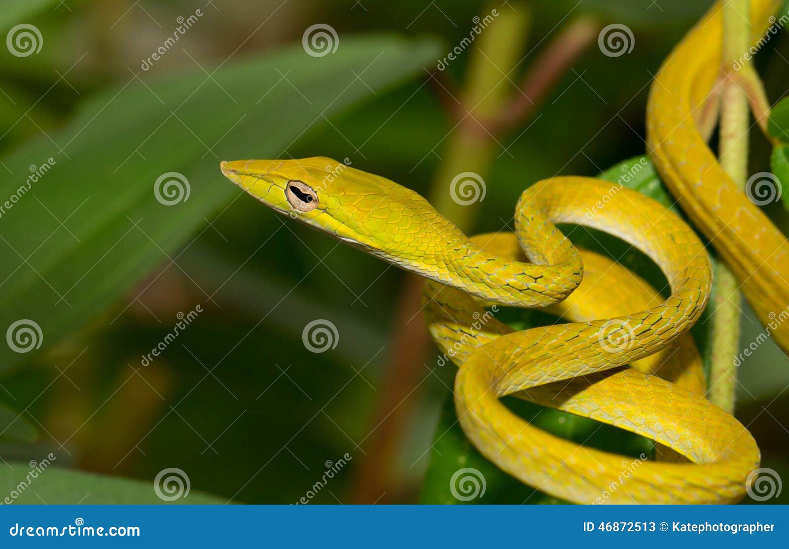 Beautiful Ahaetulla Snake in Borneo Indonesia. Stock Image - Image of ...