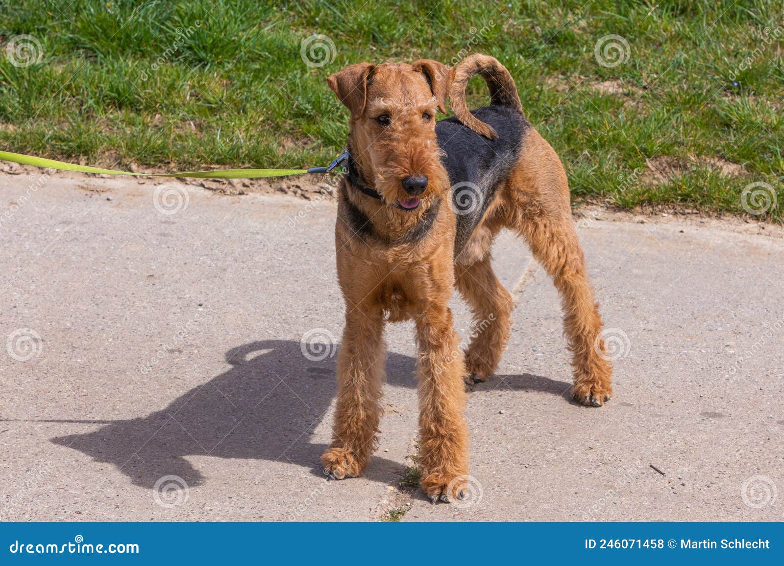 Beautiful Airdale Terrier on a Leash Stock Photo - Image of race, leash ...