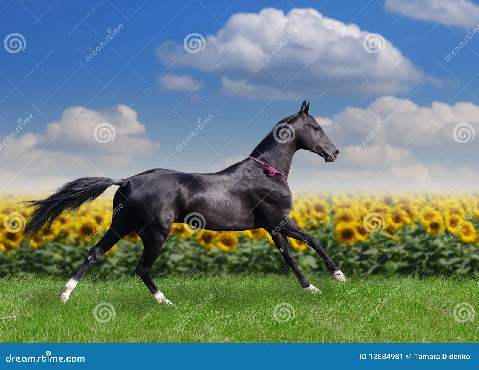 Beautiful akhal-teke horse stock image. Image of akhal - 12684981