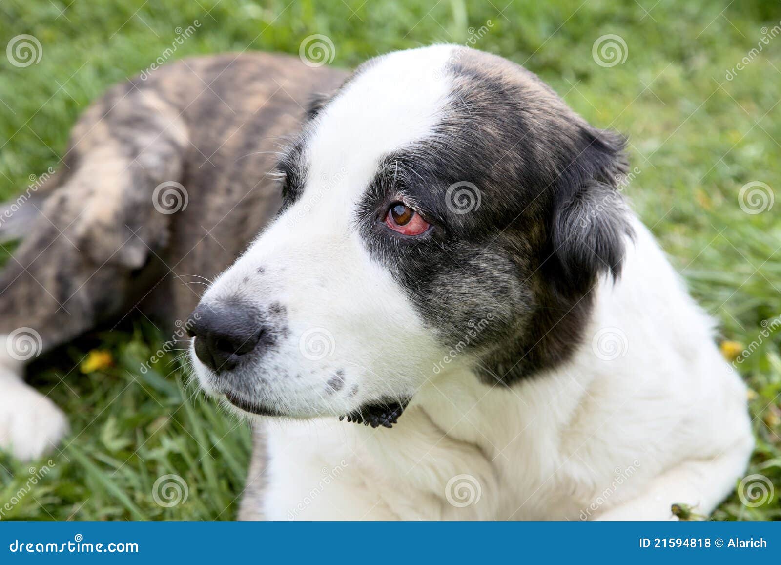 Big Beautiful Alabai Dog Stands In The Park Royalty-Free Stock Photo ...