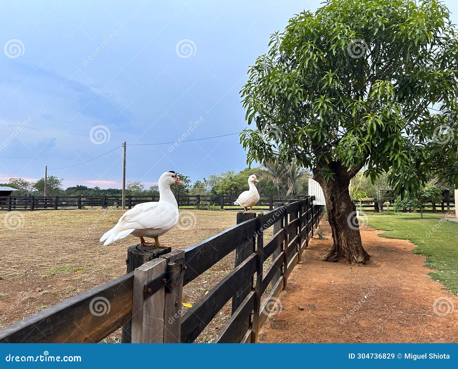 Beautiful Albino Ducks on the Farm Stock Image - Image of beak, water ...