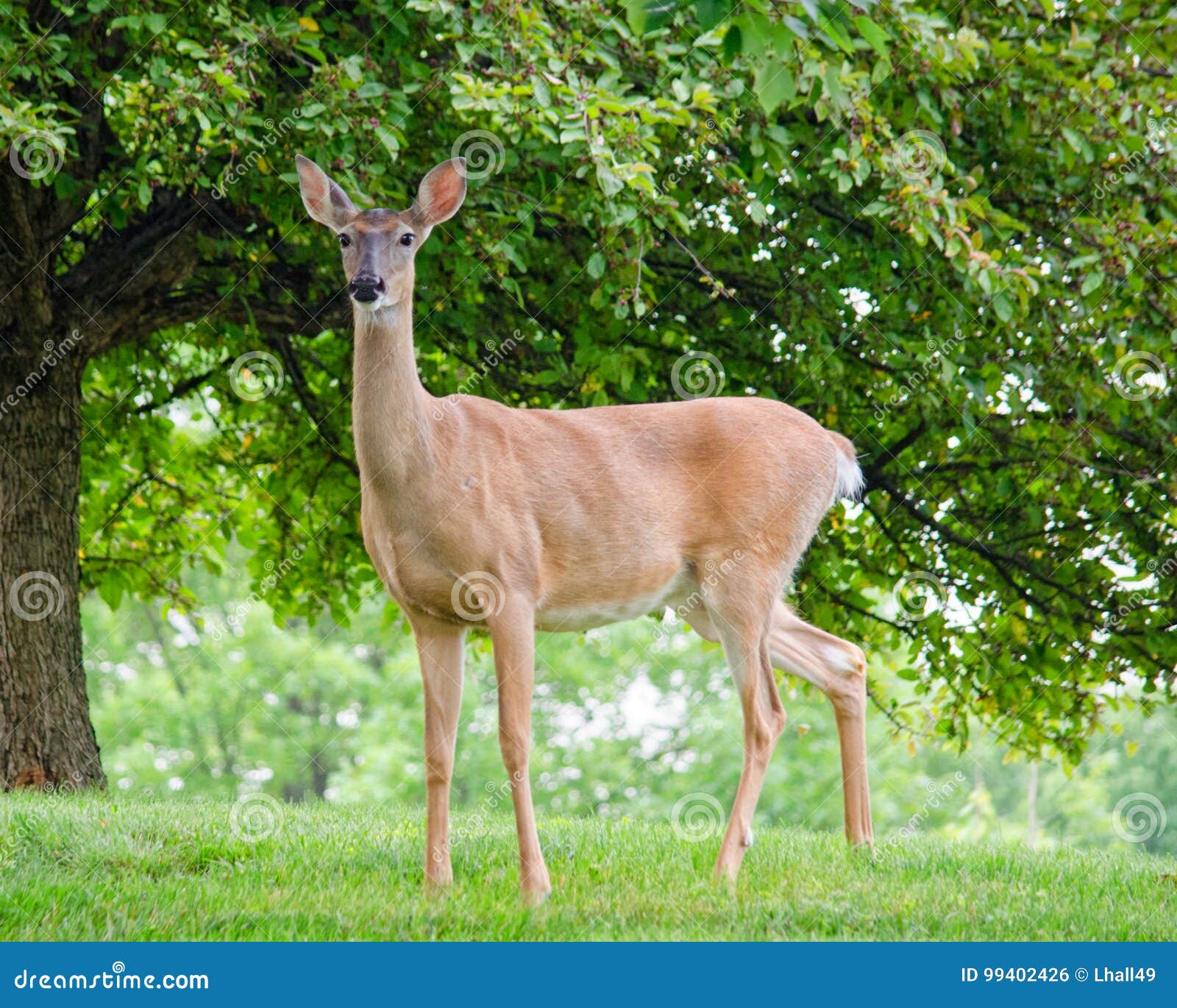 Doe Deer stock photo. Image of summer, alert, grass, deer - 99402426