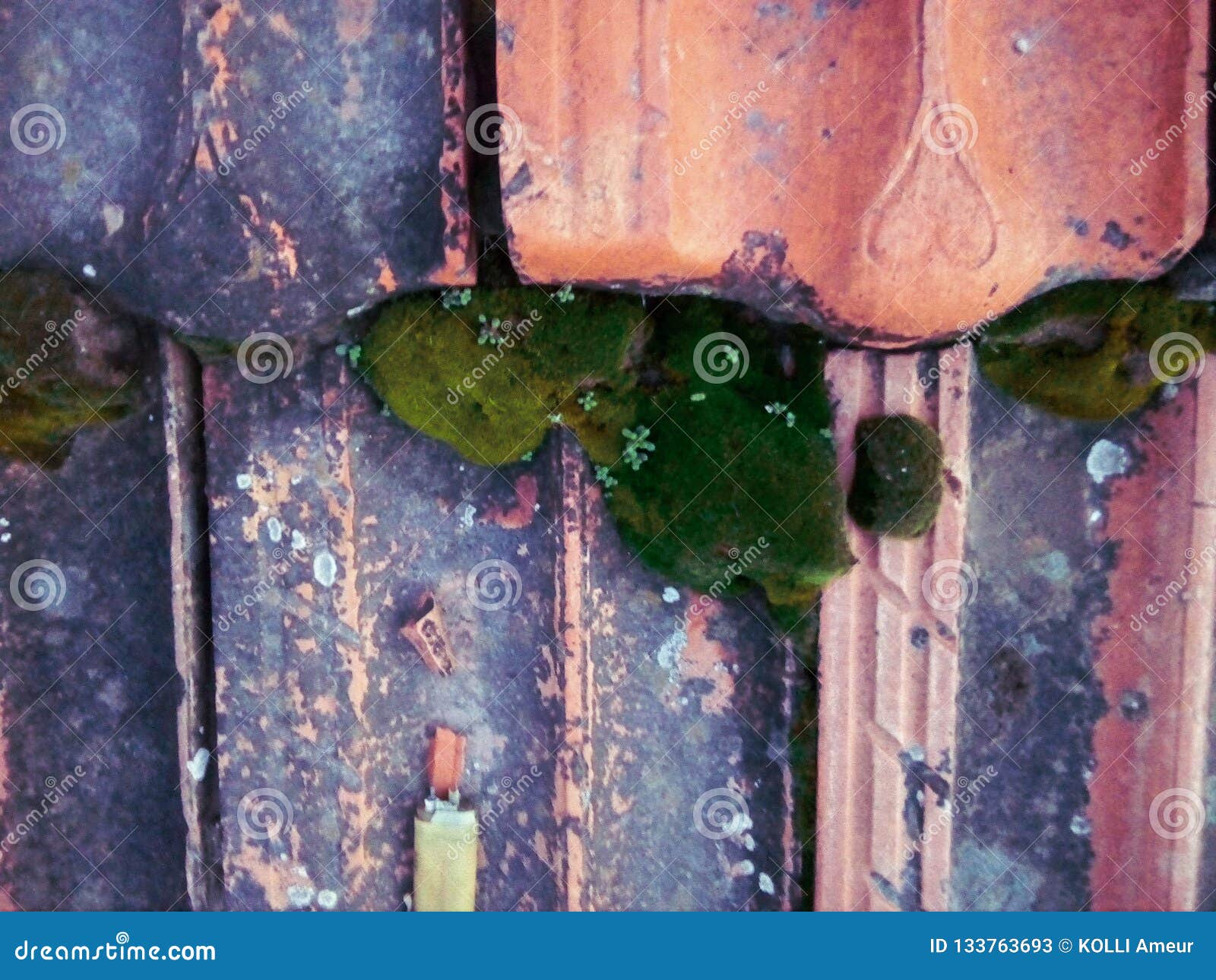 Algae on brick stock image. Image of algae, grown, green - 133763693