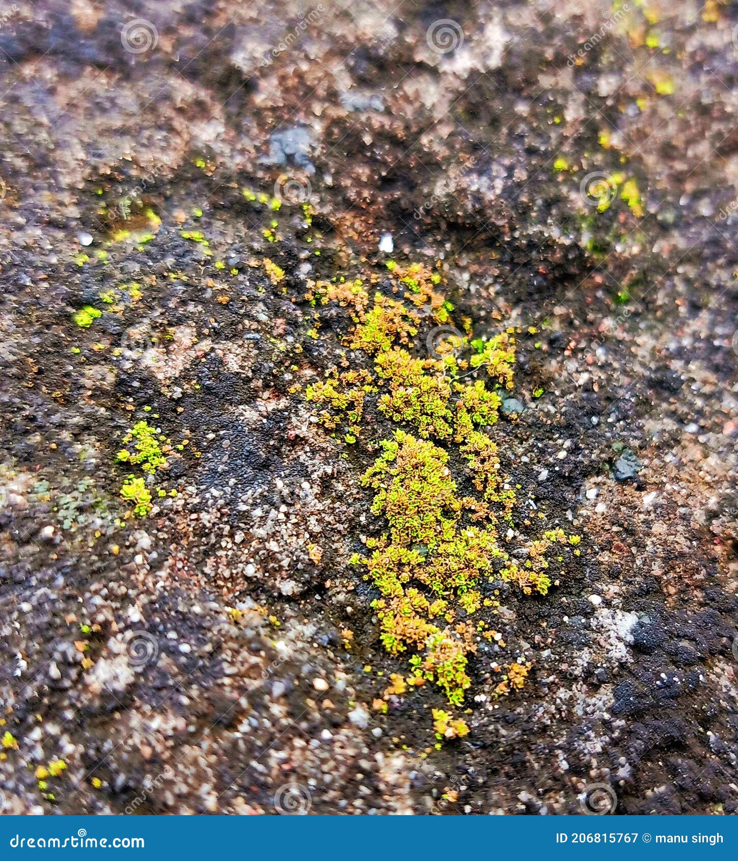 A beautiful algea stock image. Image of rock, flower - 206815767