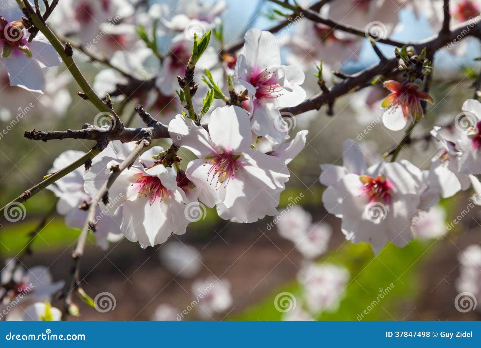Beautiful Almond Tree Flowers in the Spring Stock Photo - Image of ...