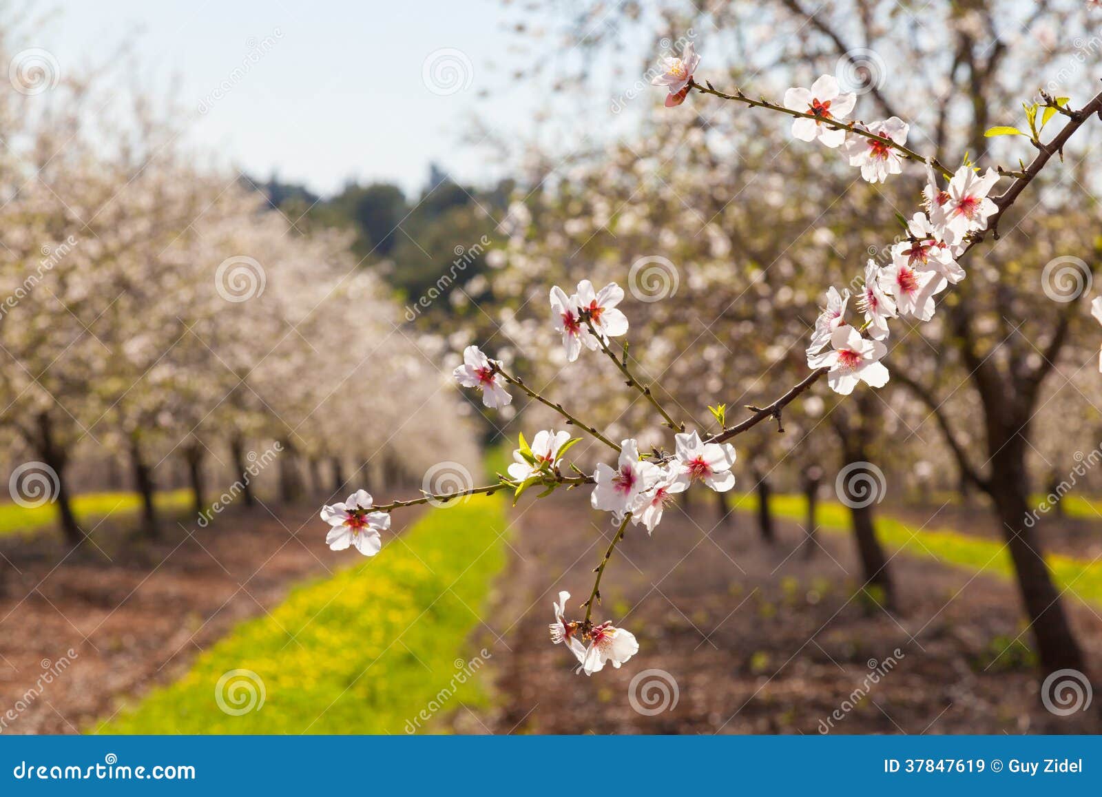 Beautiful Almond Tree Flowers in the Spring Stock Image - Image of ...