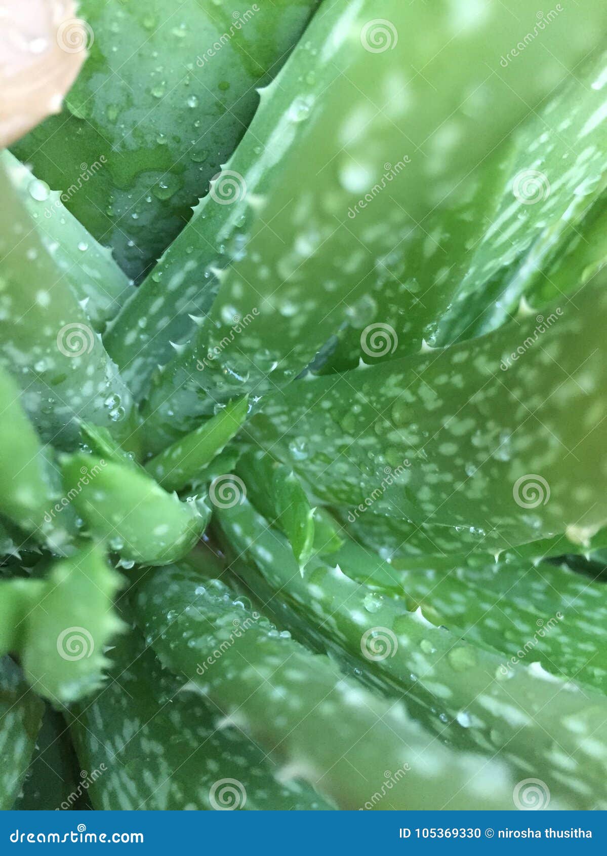 Beautiful aloe vera stock photo. Image of beautiful - 105369330