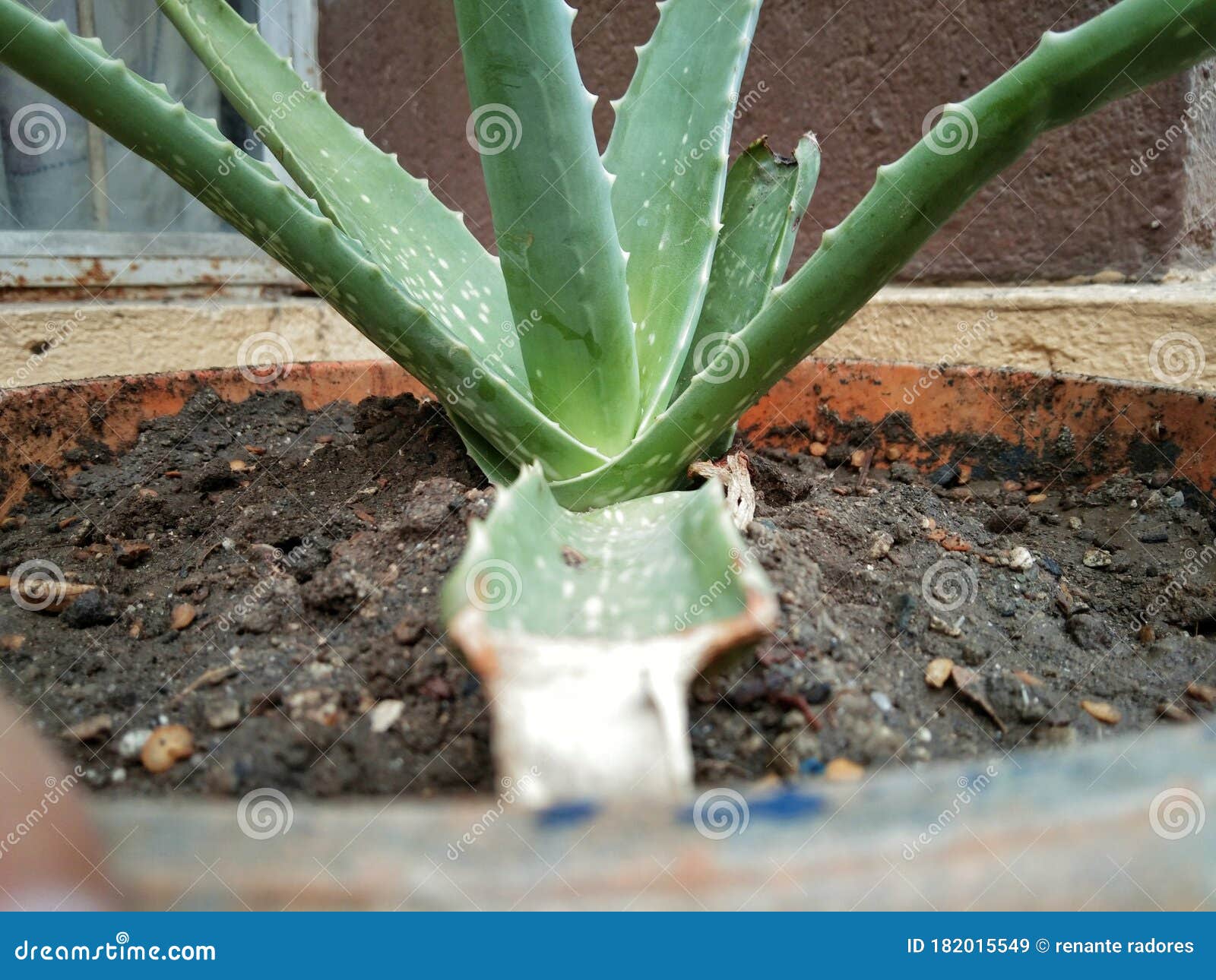 The beautiful aloe vera editorial stock image. Image of flower - 182015549