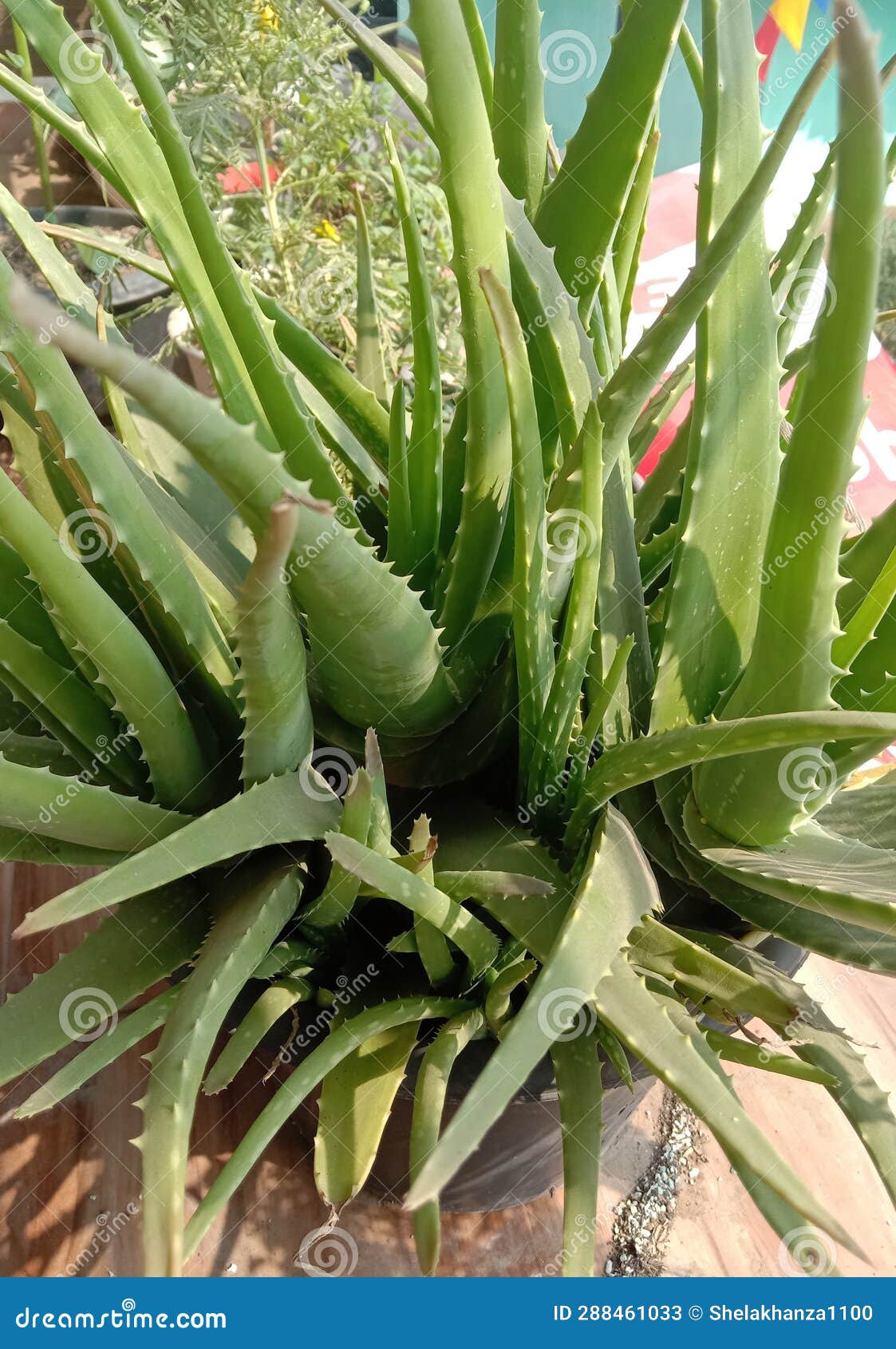 Beautiful Aloe Vera in Balcony House Stock Image - Image of vera, aloe ...