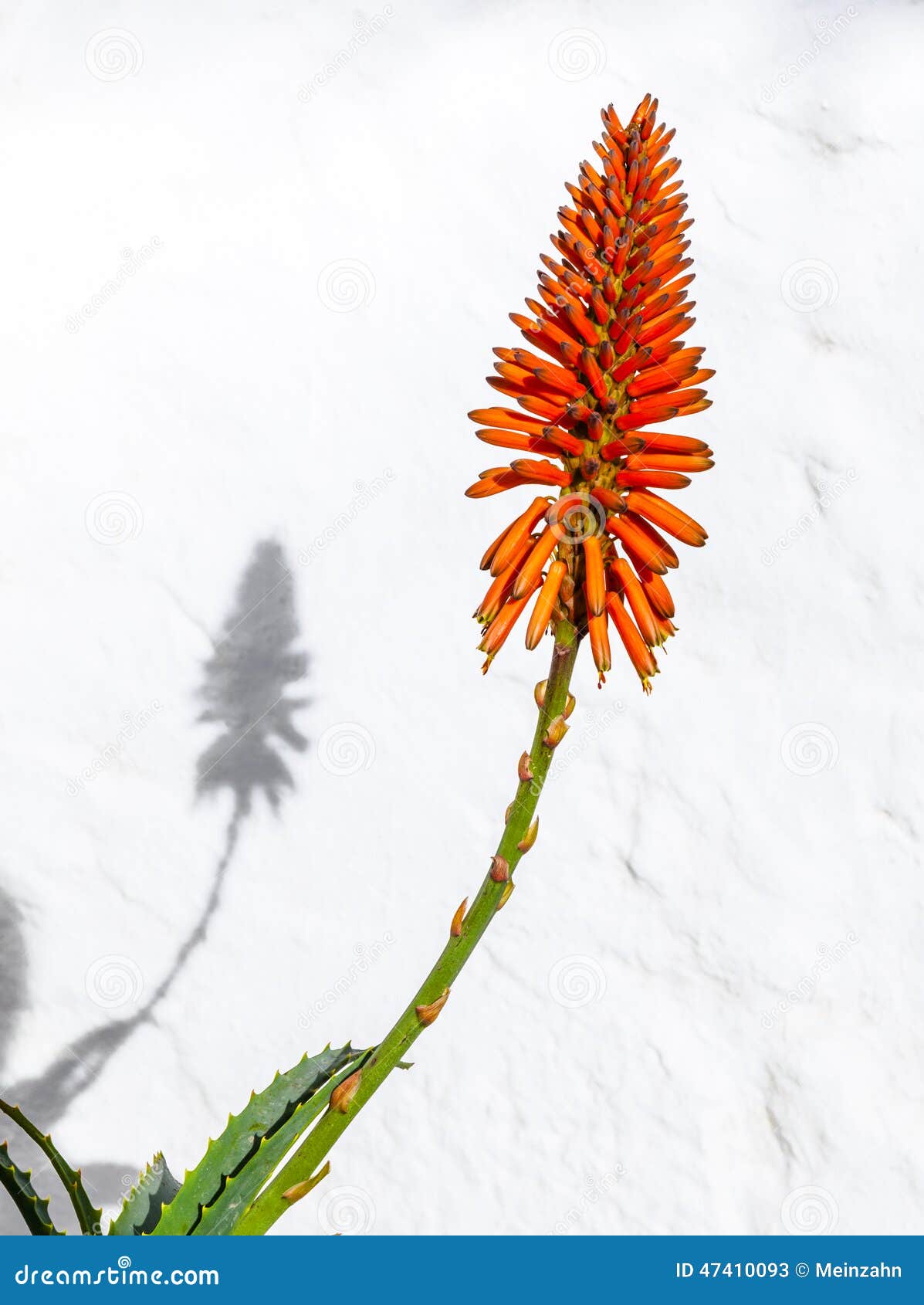 Beautiful Aloe Vera Flower Stock Photos - Download 805 Images