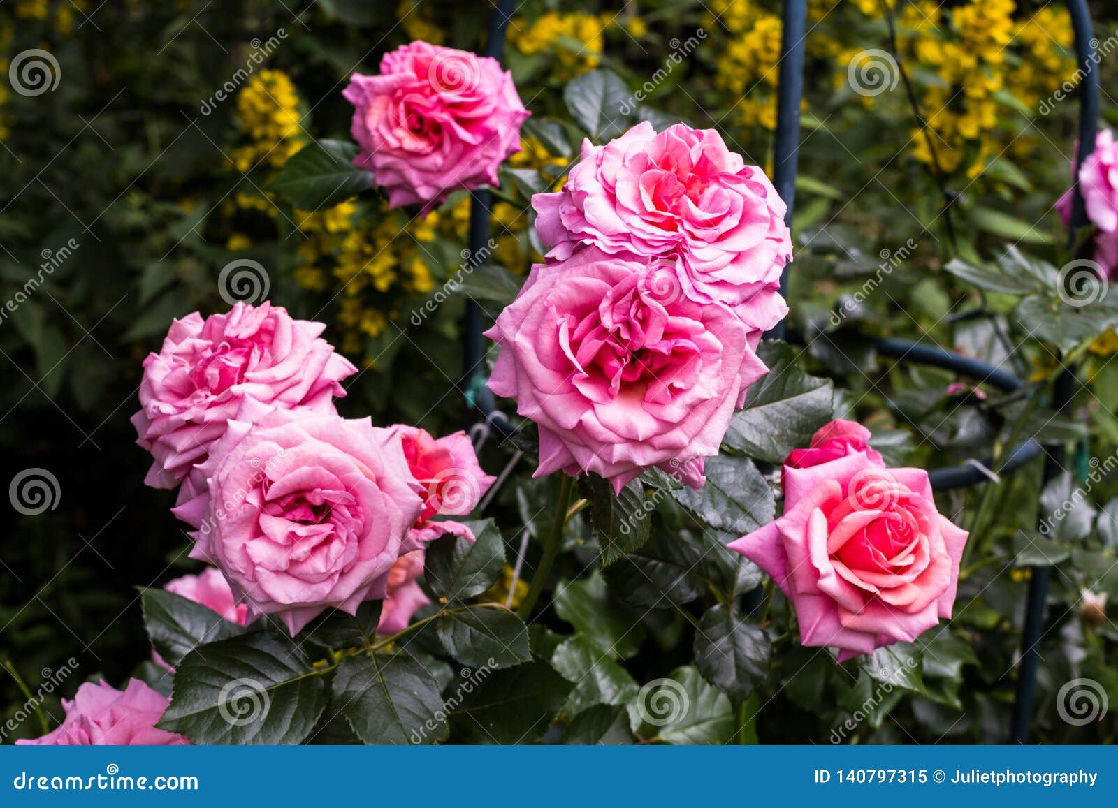Beautiful Aloha Rose Bush in Bloom Stock Image - Image of beautiful ...