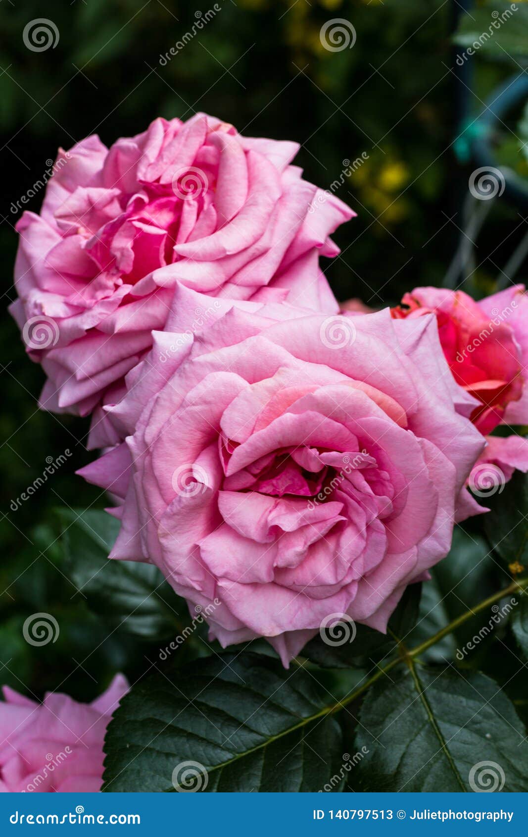 Beautiful Aloha Rose Bush in Bloom Stock Image - Image of bush, july ...