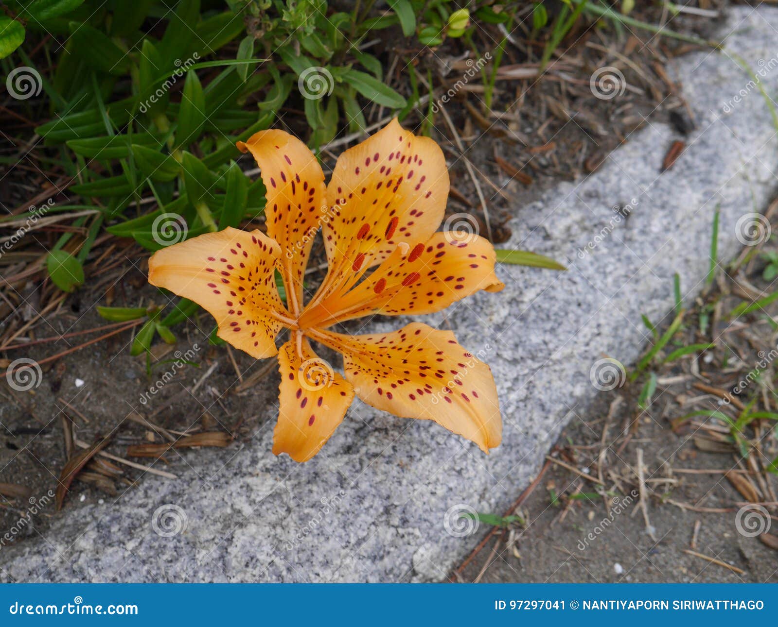 Beautiful of alone stock image. Image of orange, flower - 97297041