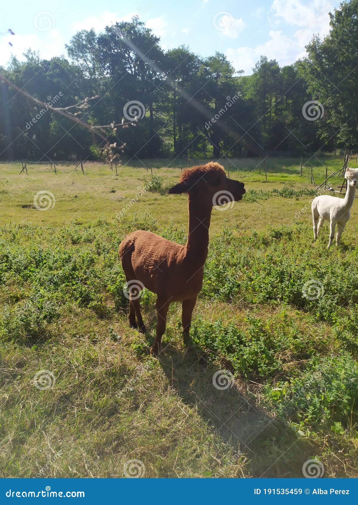 Beautiful Alpacas in the Field Stock Image - Image of animal, plant ...