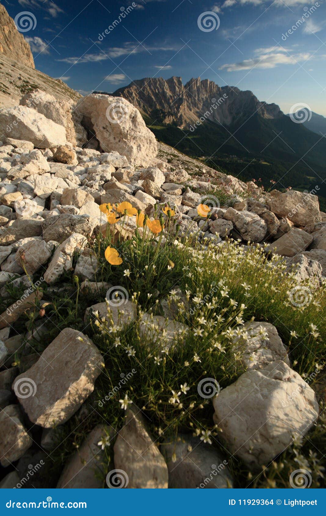 Beautiful alpine scenery stock photo. Image of flower - 11929364