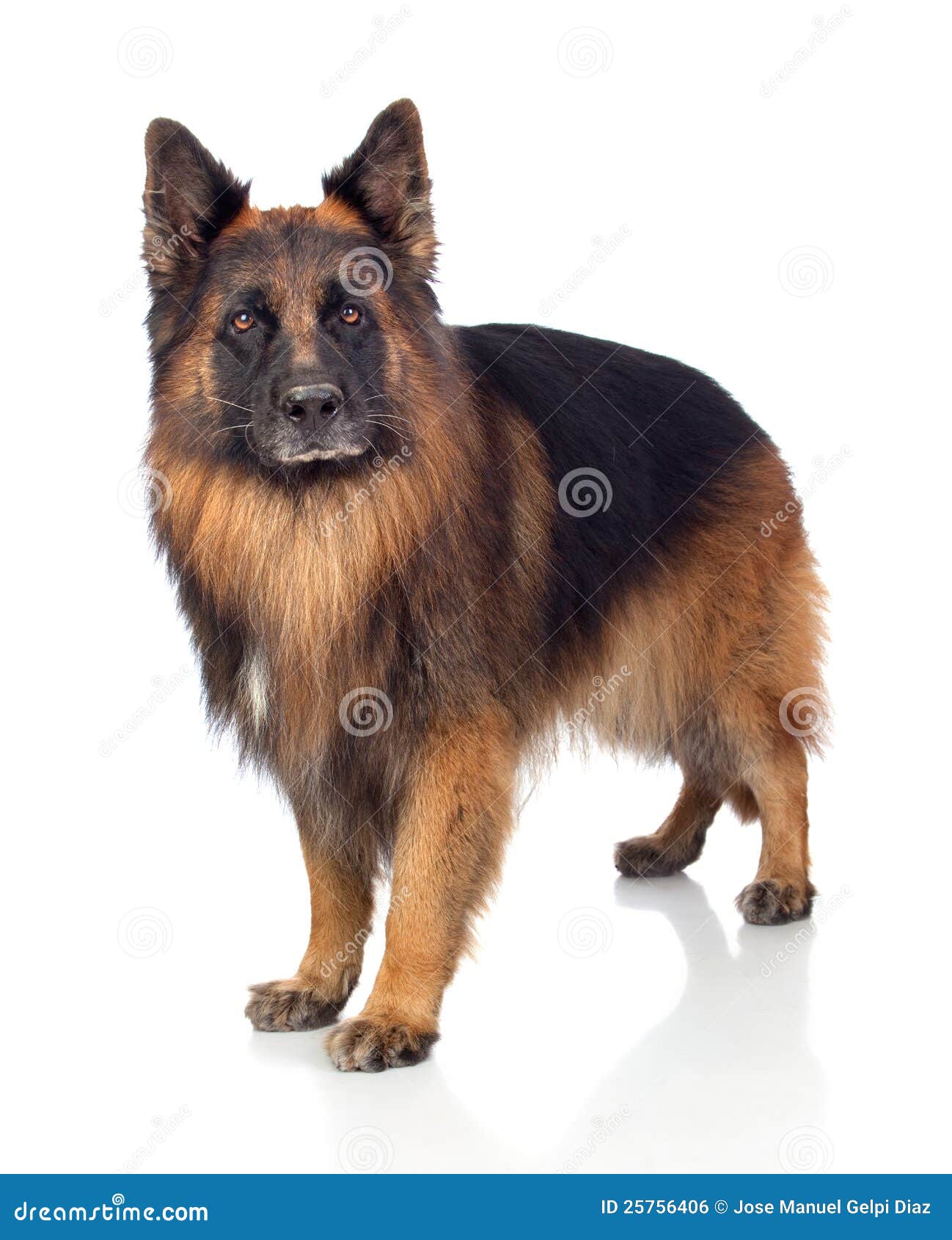 Beautiful alsatian stock photo. Image of adult, bodyguard - 25756406