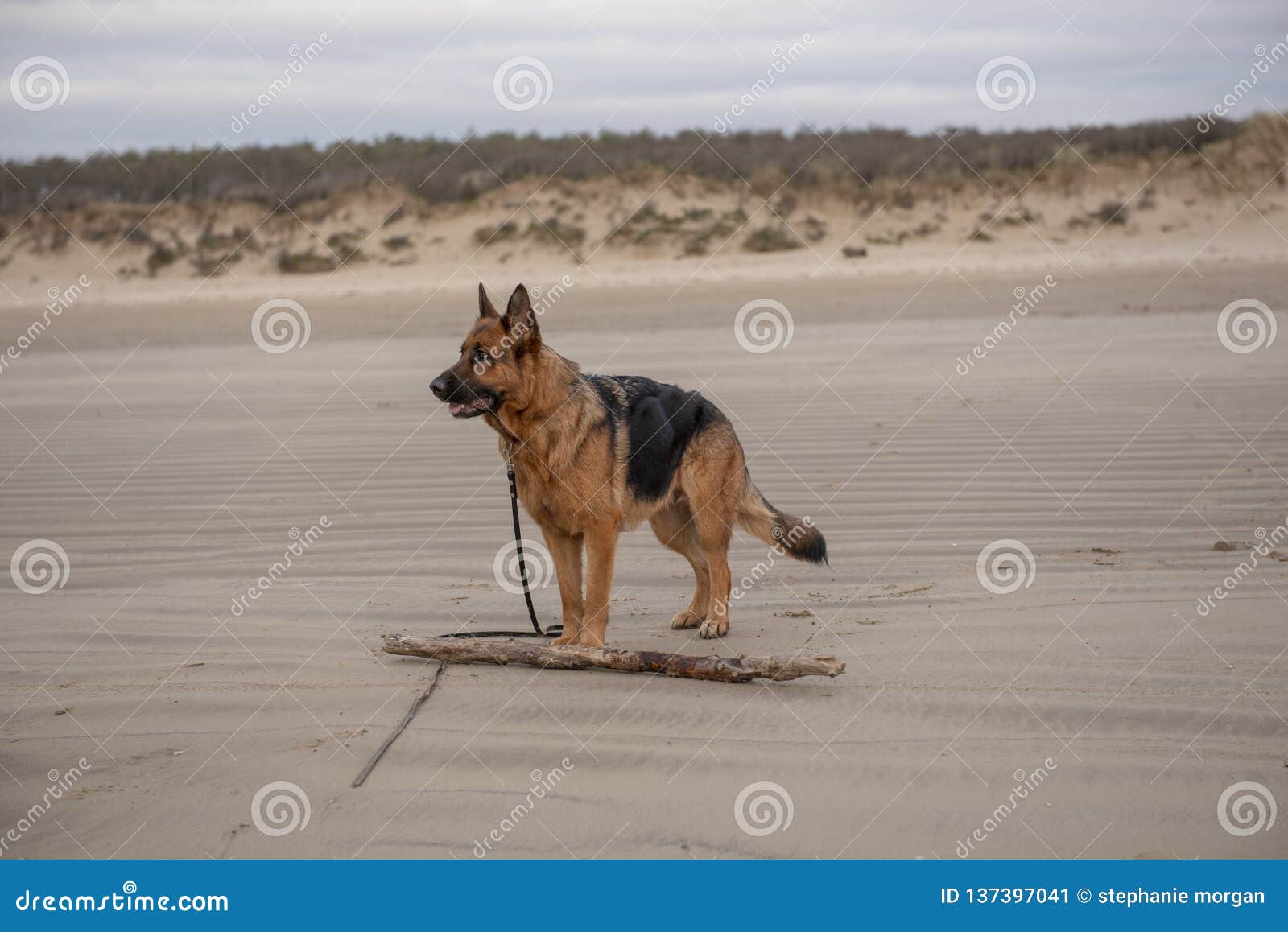 Beautiful Alsation Dog Playing with a Stick on the Beach Stock Image ...
