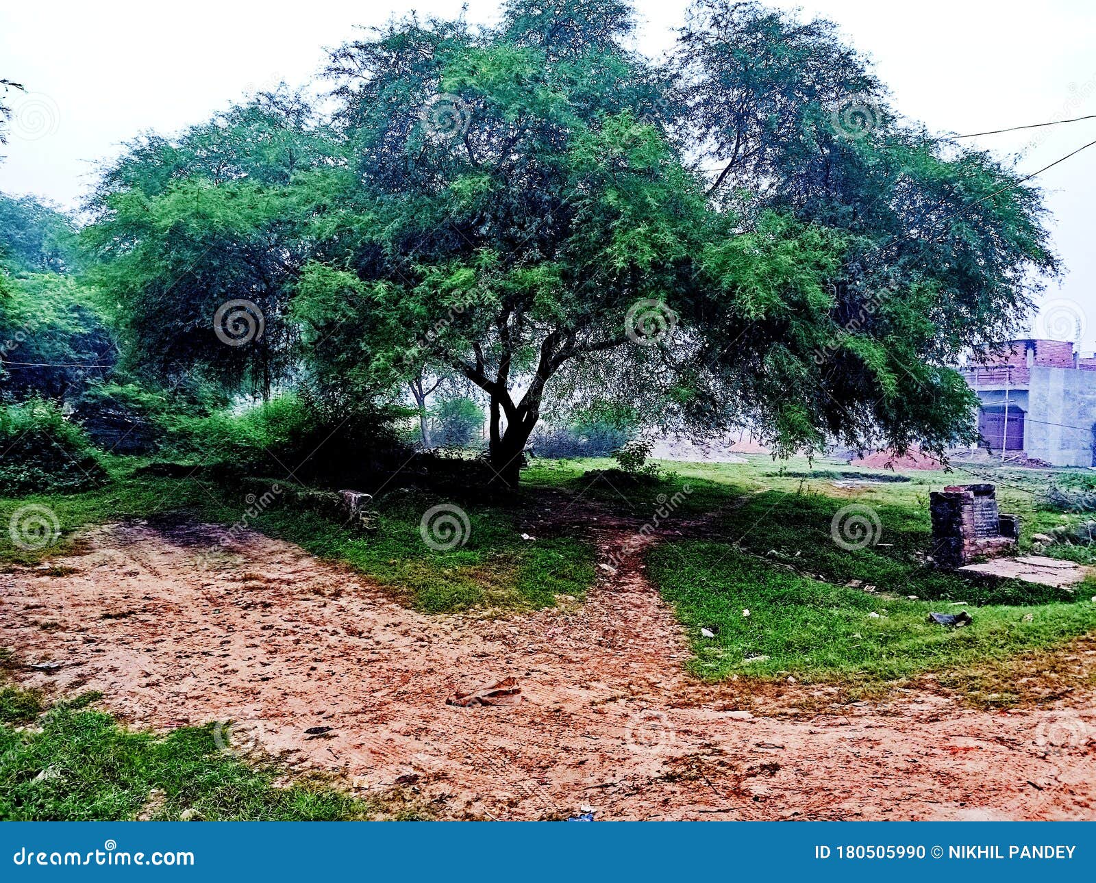 Beautiful and Also Big Tree with Colourful Land Stock Photo - Image of ...