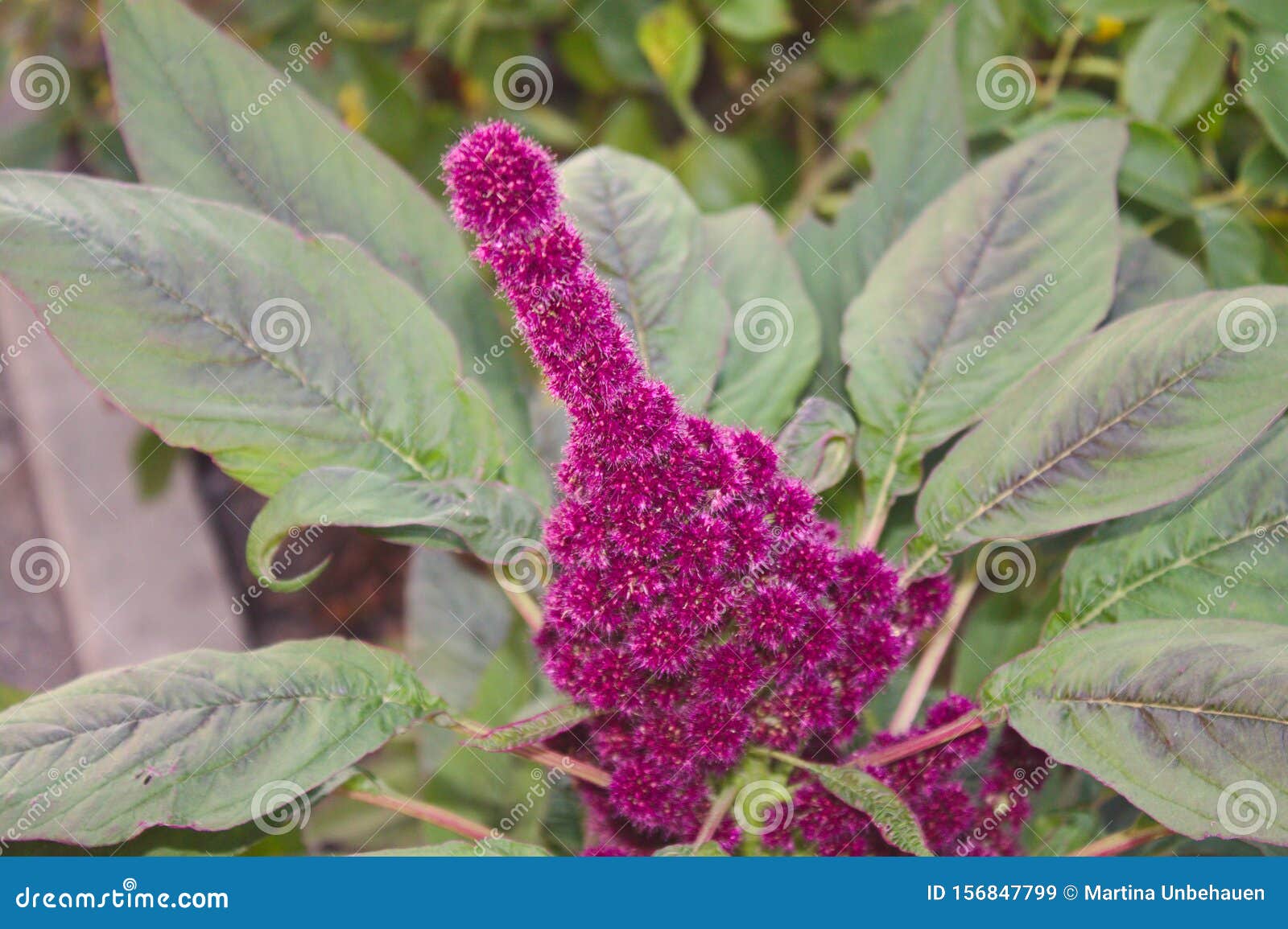 Beautiful Amaranth in the Garden Stock Image - Image of plant, natural ...