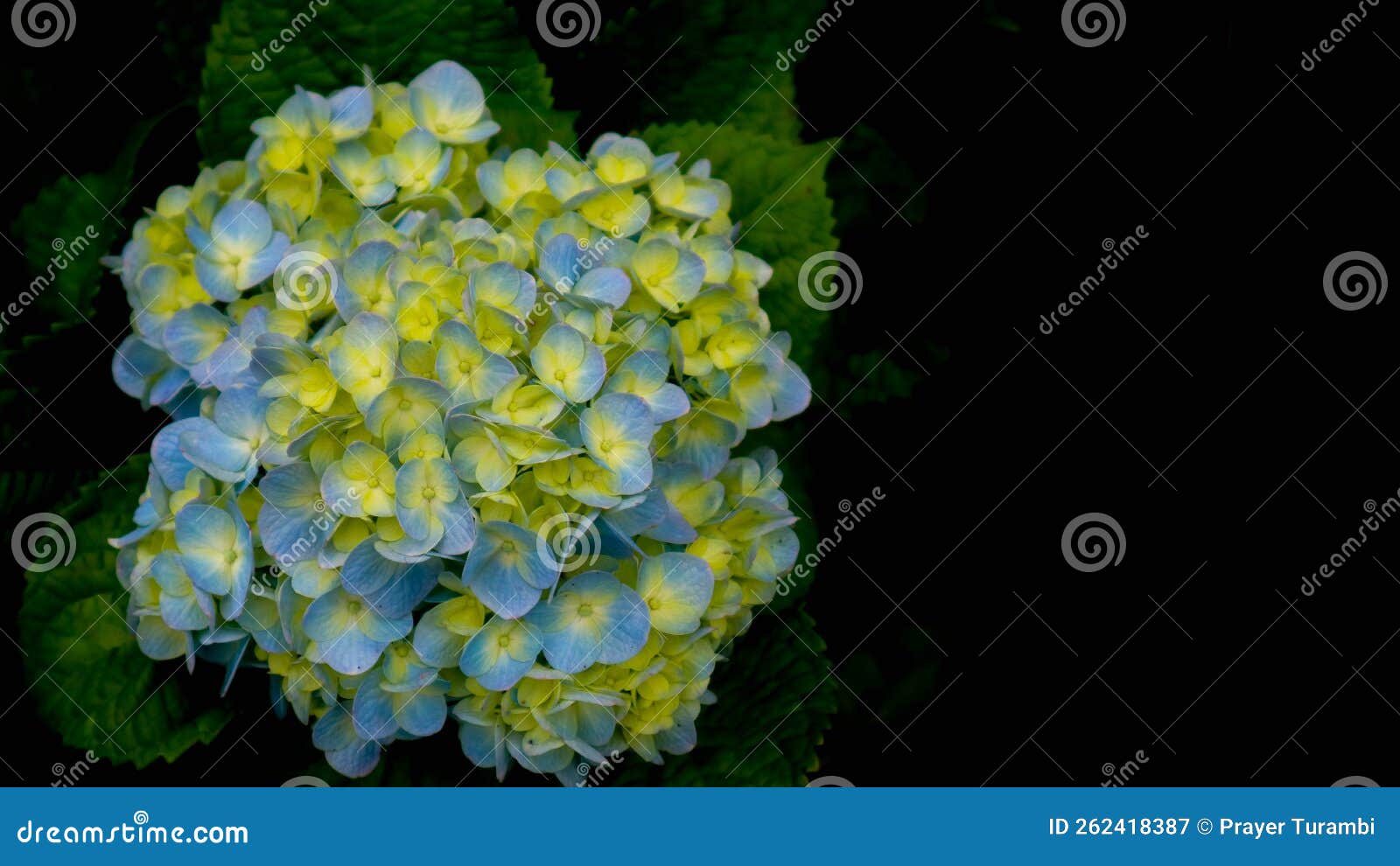Beautiful and Amazing Hydrangea Flowers Stock Image - Image of ...