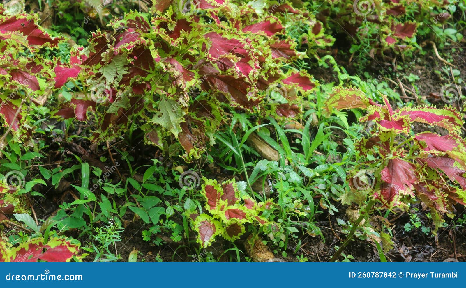 Beautiful and Amazing Plants in the Garden Stock Photo - Image of ...