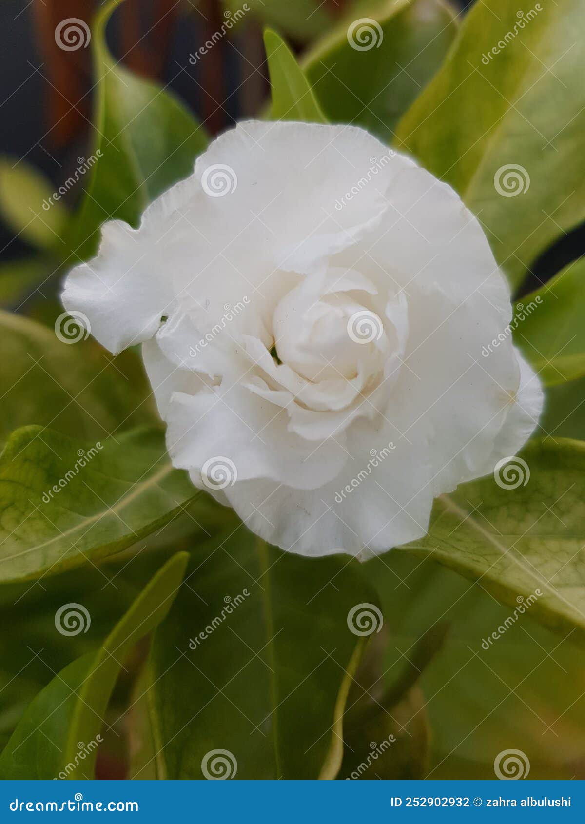 Beautiful and Amazing Snow White Flower Stock Photo - Image of ...