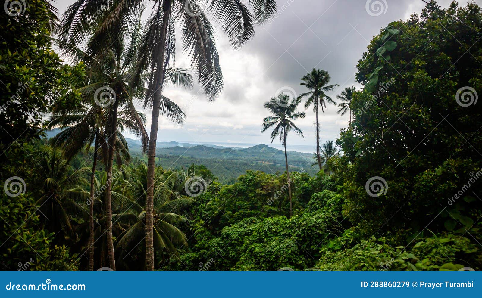 Beautiful and Amazing View of Green Trees Stock Image - Image of nature ... Beautiful and Amazing View of Green Trees Stock Image - Image of nature ...