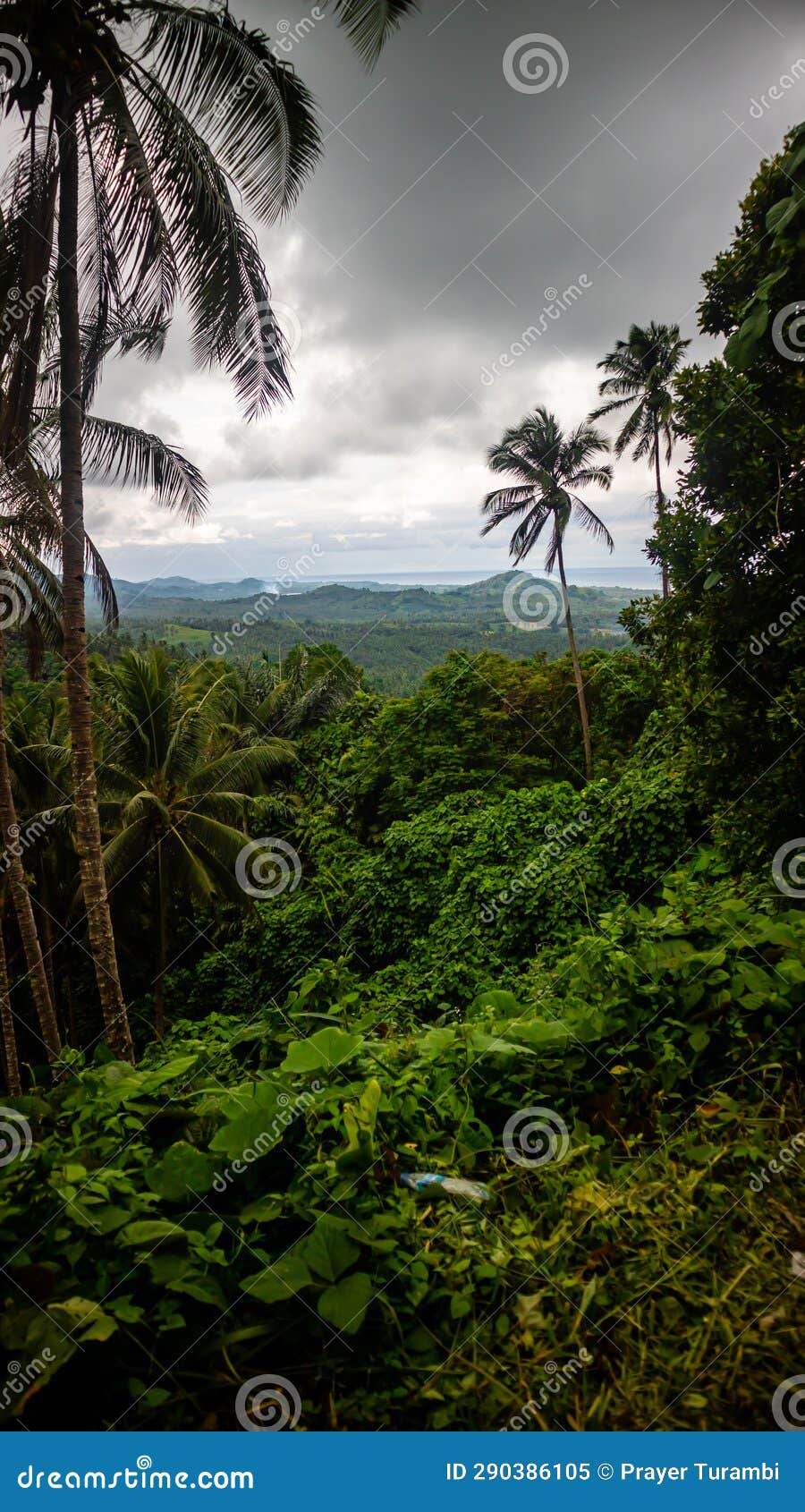 Beautiful and Amazing View of Green Trees Stock Image - Image of europa ...