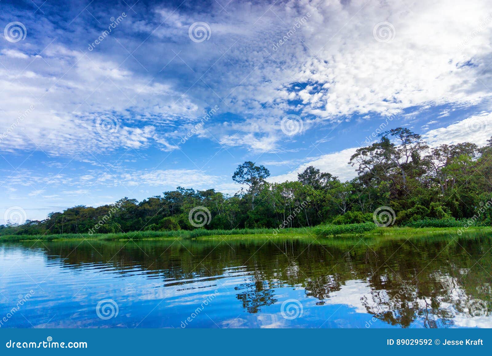 Beautiful Amazon Landscape stock photo. Image of reflection - 89029592