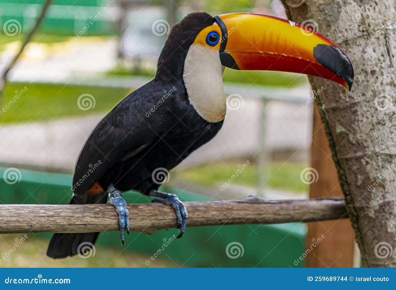 Beautiful amazonian toucan stock photo. Image of parrot - 259689744