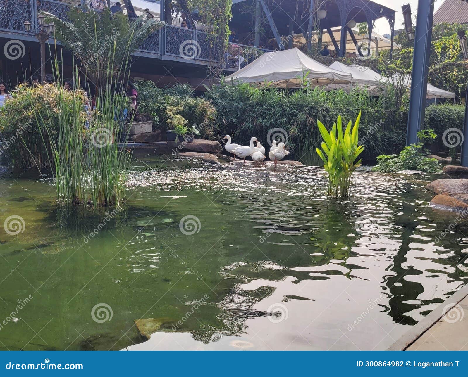 Beautiful Ambitious Pond with Ducks Stock Photo - Image of ducks ...