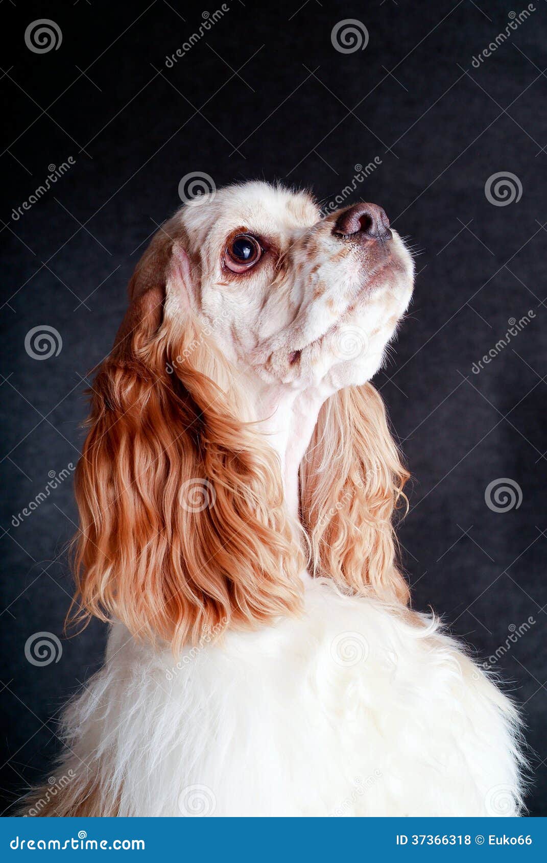 Beautiful American Cocker Spaniel Sitting in Front of Gray Background ...