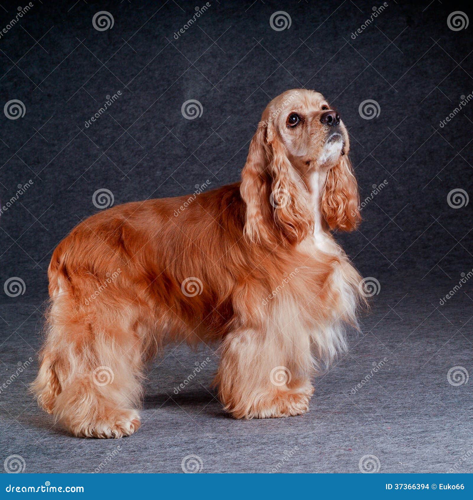 Beautiful American Cocker Spaniel of Gray Background Stock Photo ...