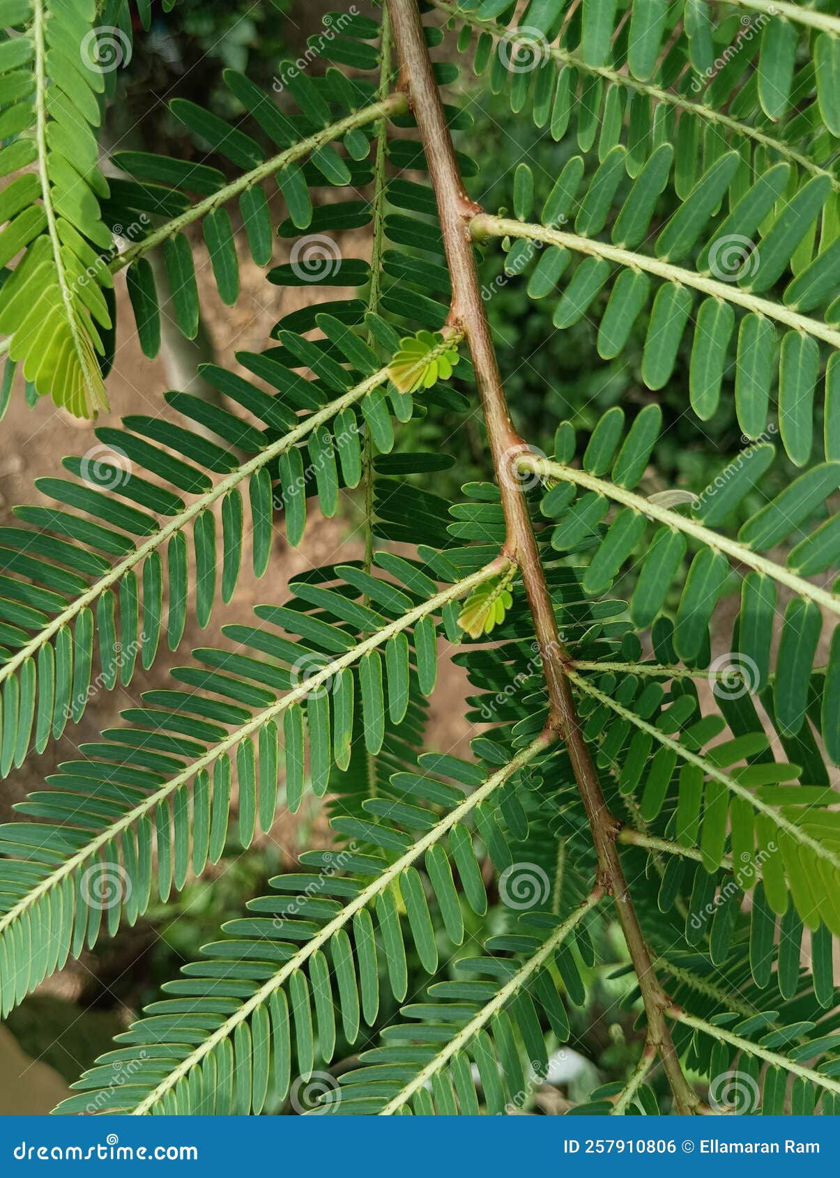 Beautiful Amla Green Leaves in the Sunlight Stock Photo - Image of ...