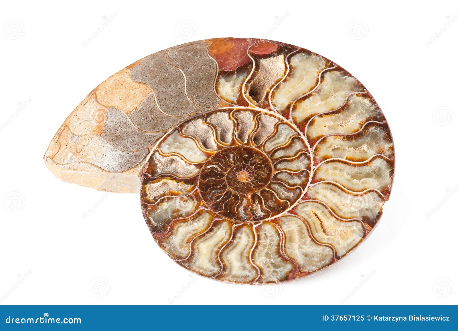Beautiful ammonite mineral stock image. Image of detail - 37657125