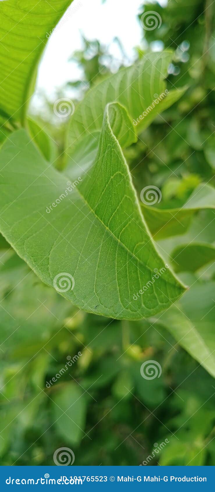 Beautiful Amrod Plant Beautiful Wallpapers- Stock Image - Image of ...