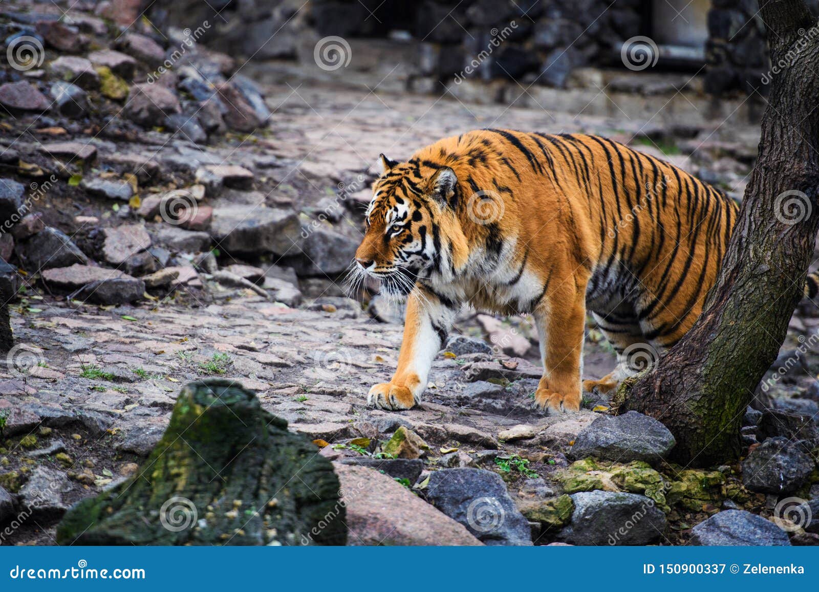 Beautiful Amur tiger stock image. Image of jungle, feline - 150900337