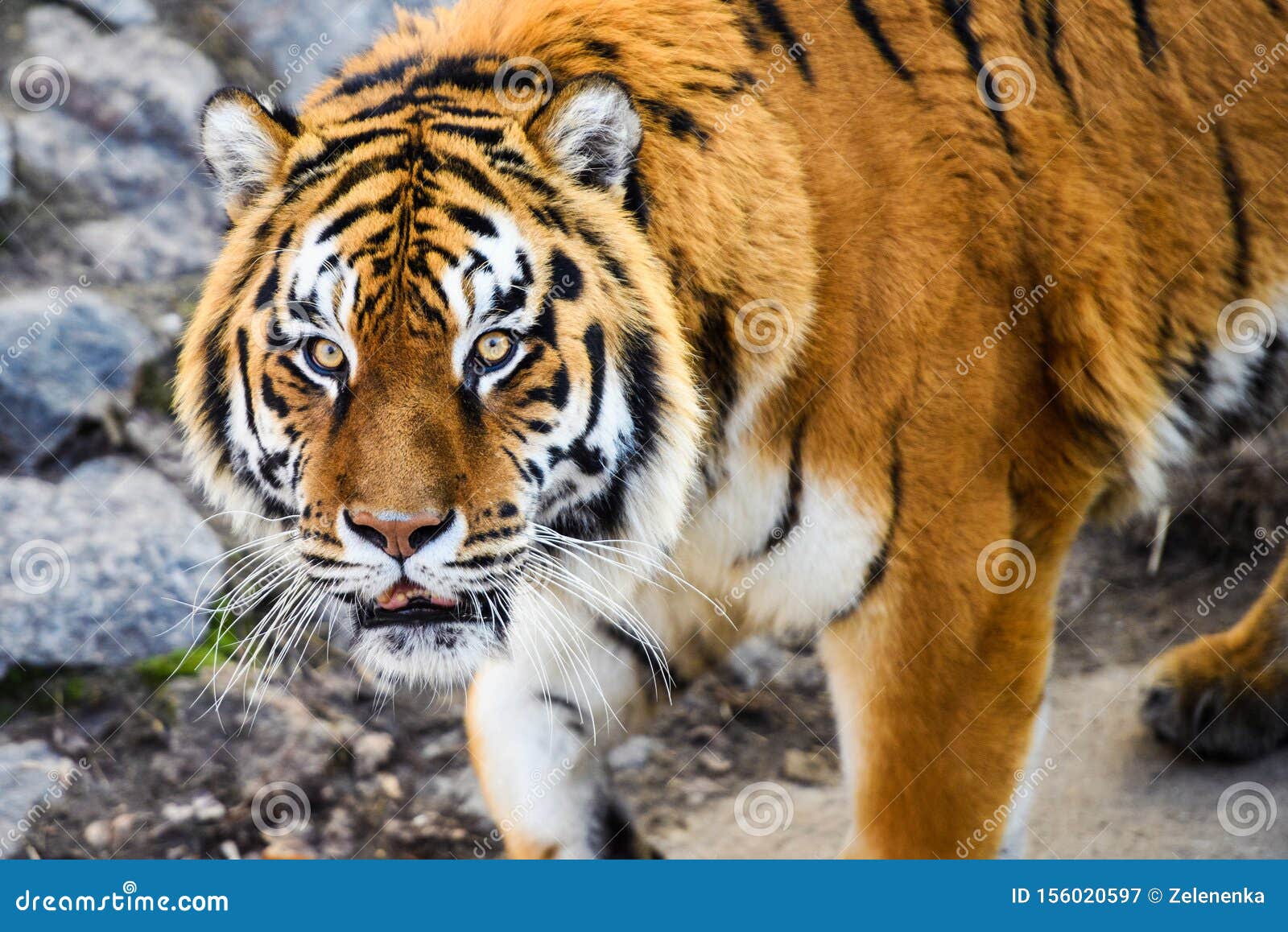 Beautiful Amur tiger stock image. Image of eyes, white - 156020597