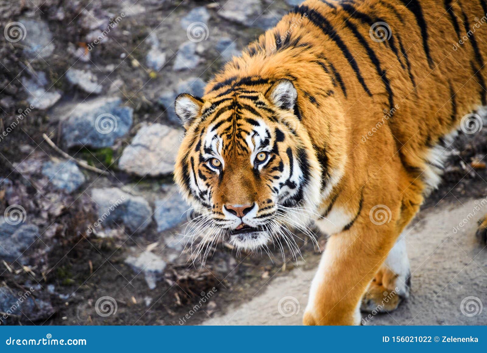Beautiful Amur tiger stock photo. Image of teeth, face - 156021022