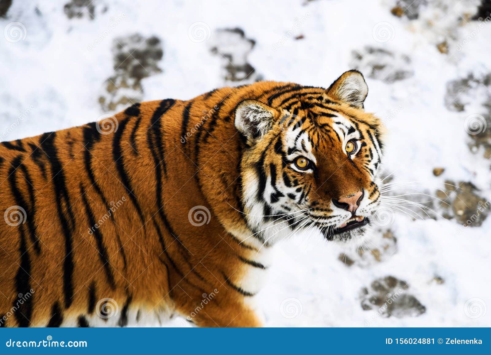 Beautiful Amur Tiger on Snow. Tiger in Winter Forest Stock Image ...