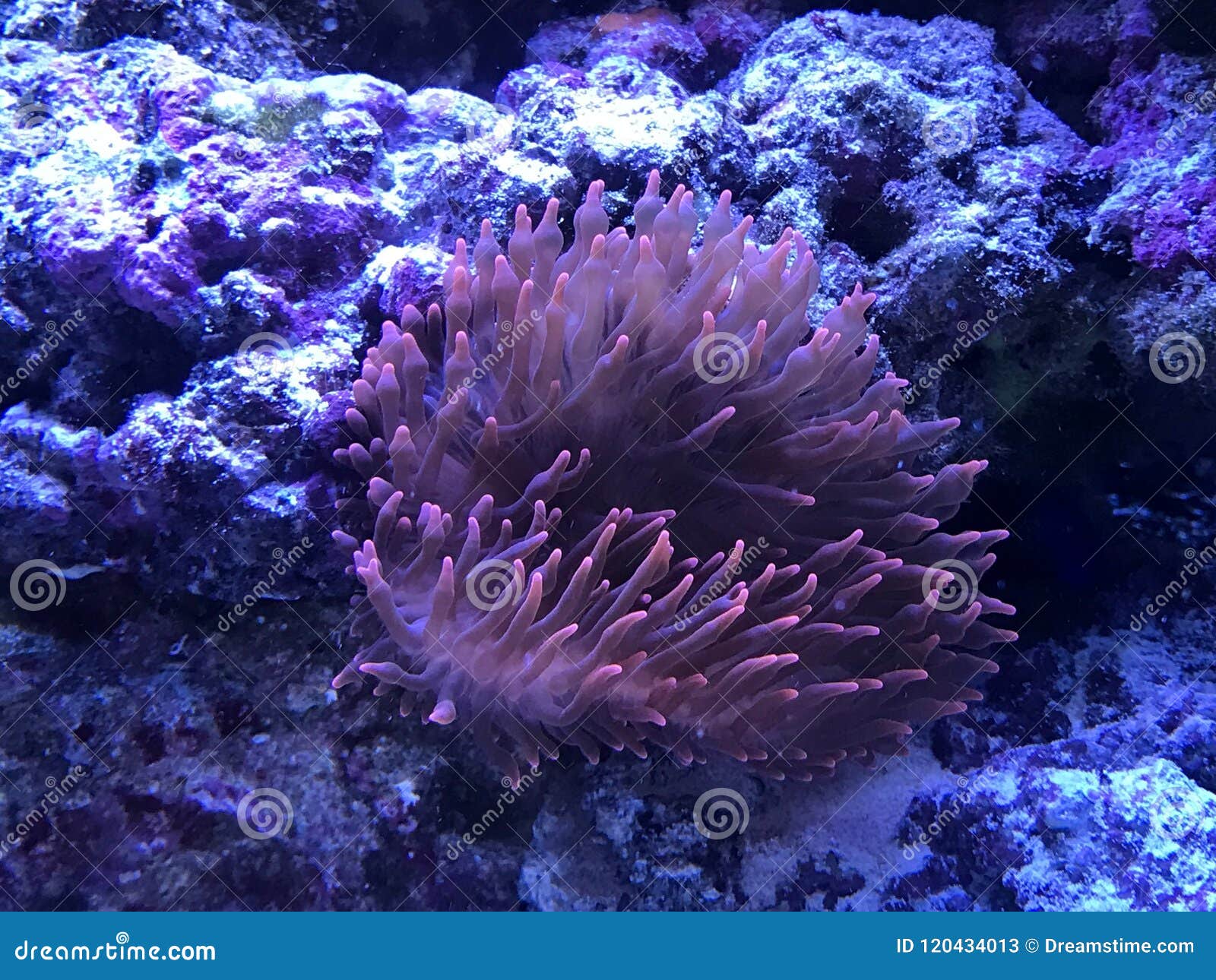 Beautiful anemone stock image. Image of salty, anemone - 120434013