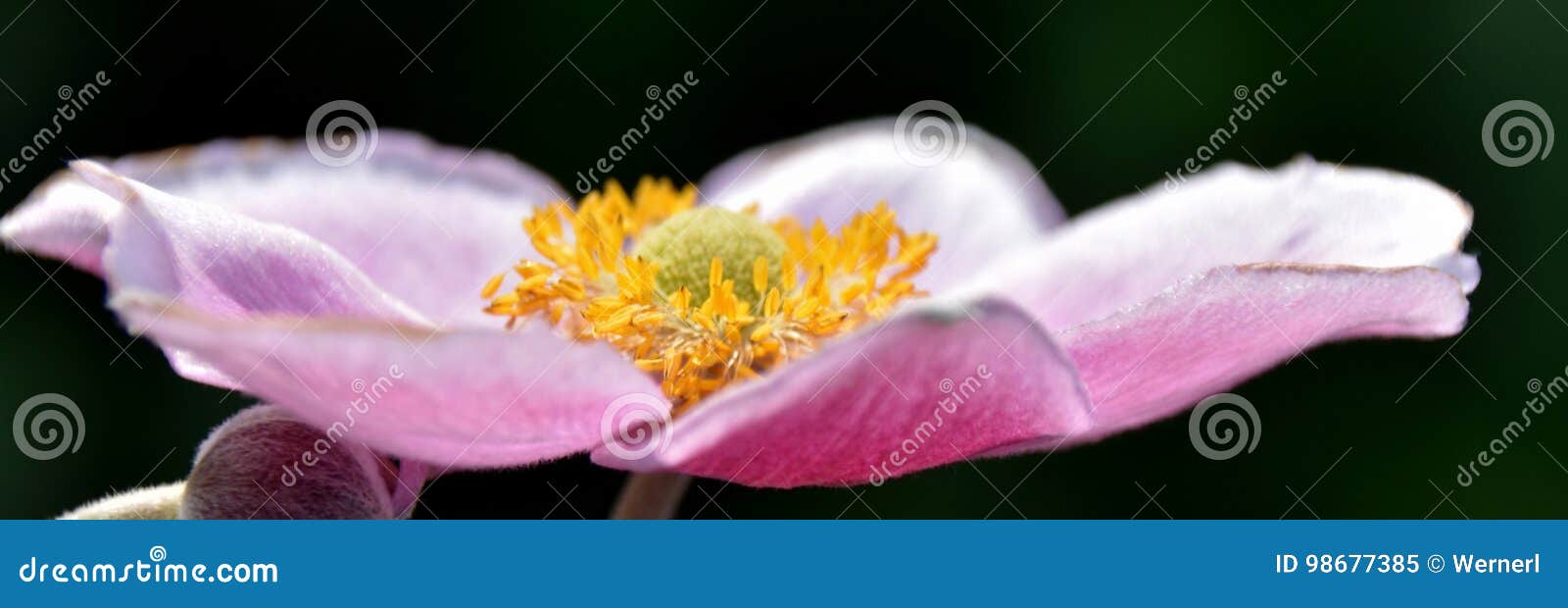 Beautiful Anemone stock image. Image of flora, white - 98677385