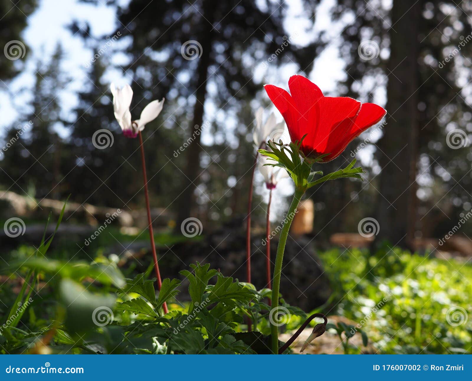 Beautiful Anemone Flower from a Low Ground Angle Stock Photo - Image of ...