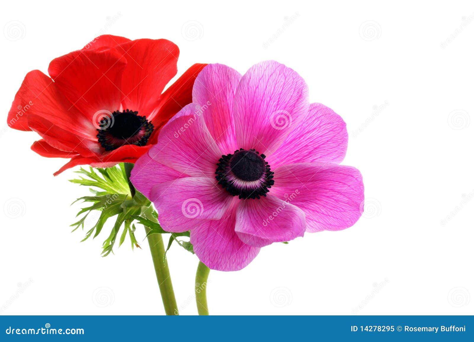 Beautiful anemone flowers stock image. Image of windflower - 14278295