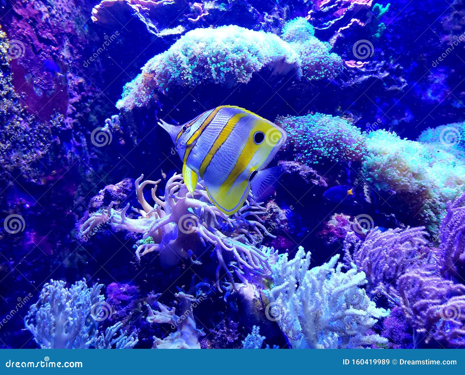 Beautiful angel fish stock image. Image of angel, aquarium - 160419989