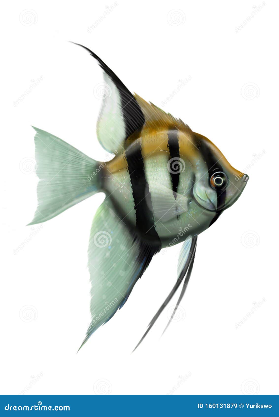 Beautiful Angelfish Aquarium Stock Illustration - Illustration of ...