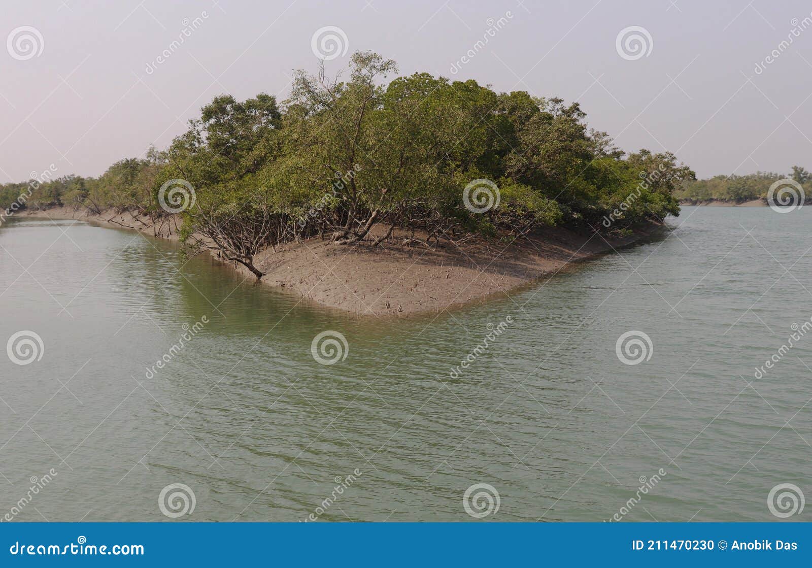 Beautiful Angle View of Forest at Sundarban Stock Photo - Image of ...