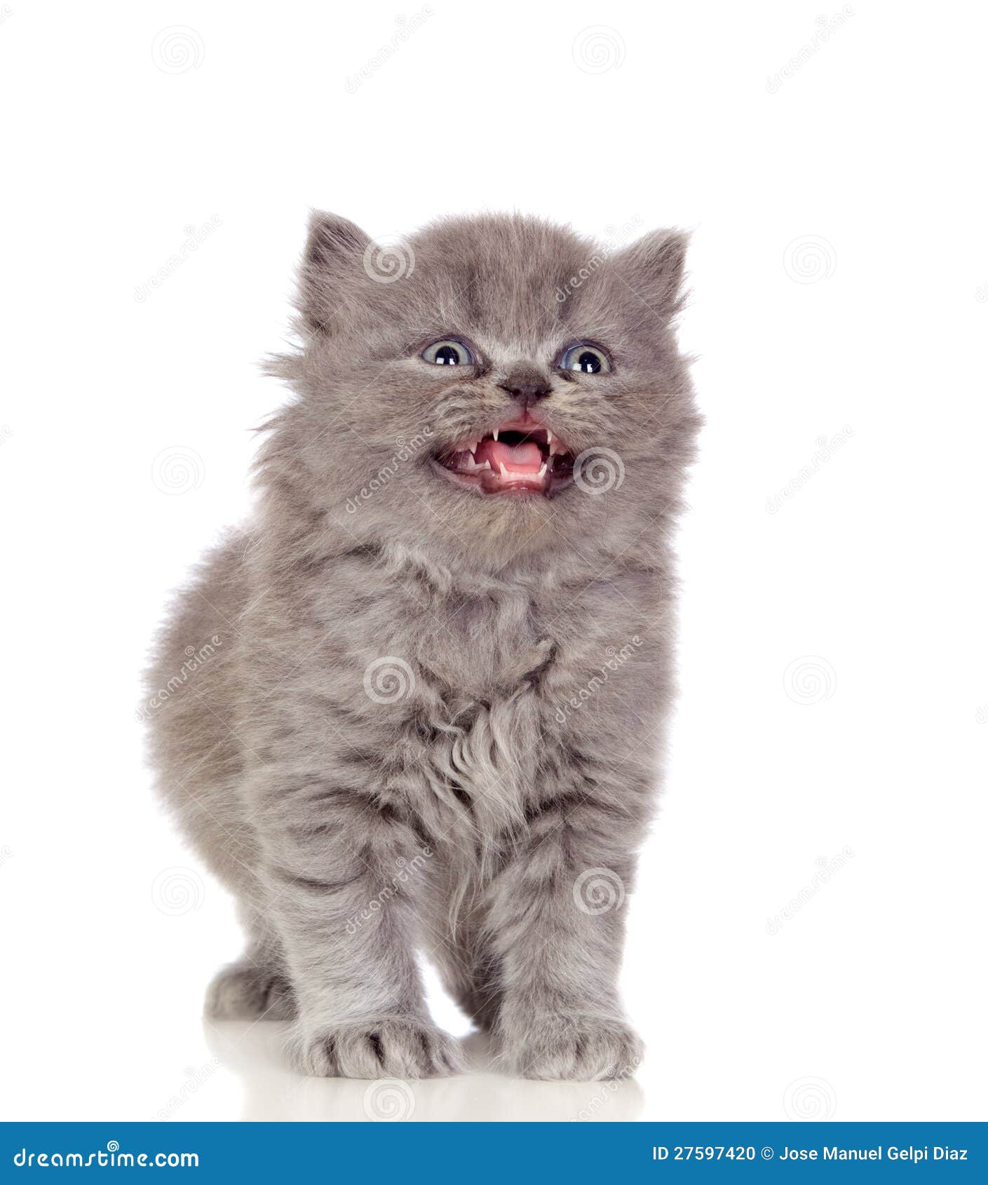 Grey Angora Kitten