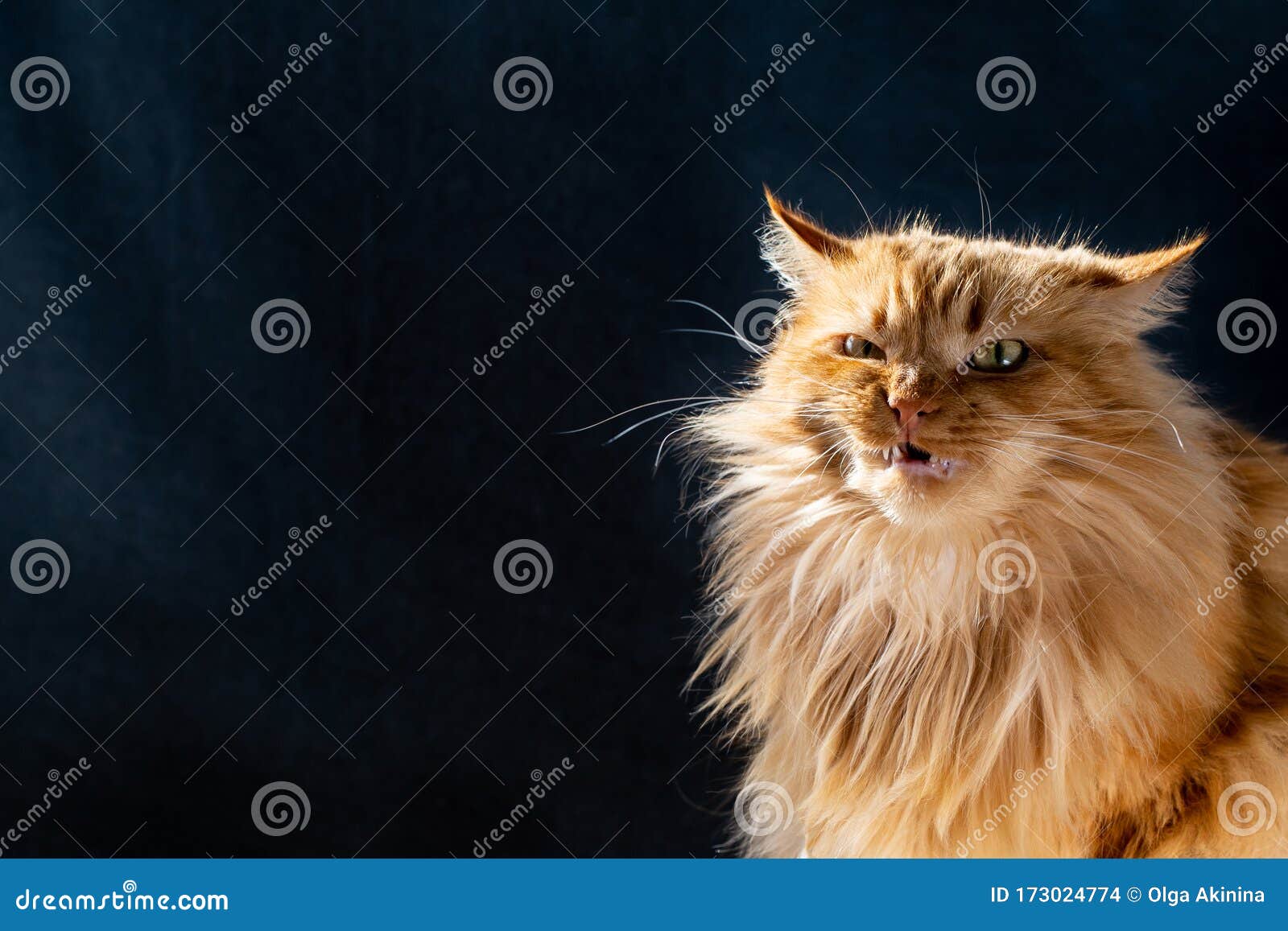 Beautiful Angry Ginger Cat. Close-up. Dark Background Stock Photo ...