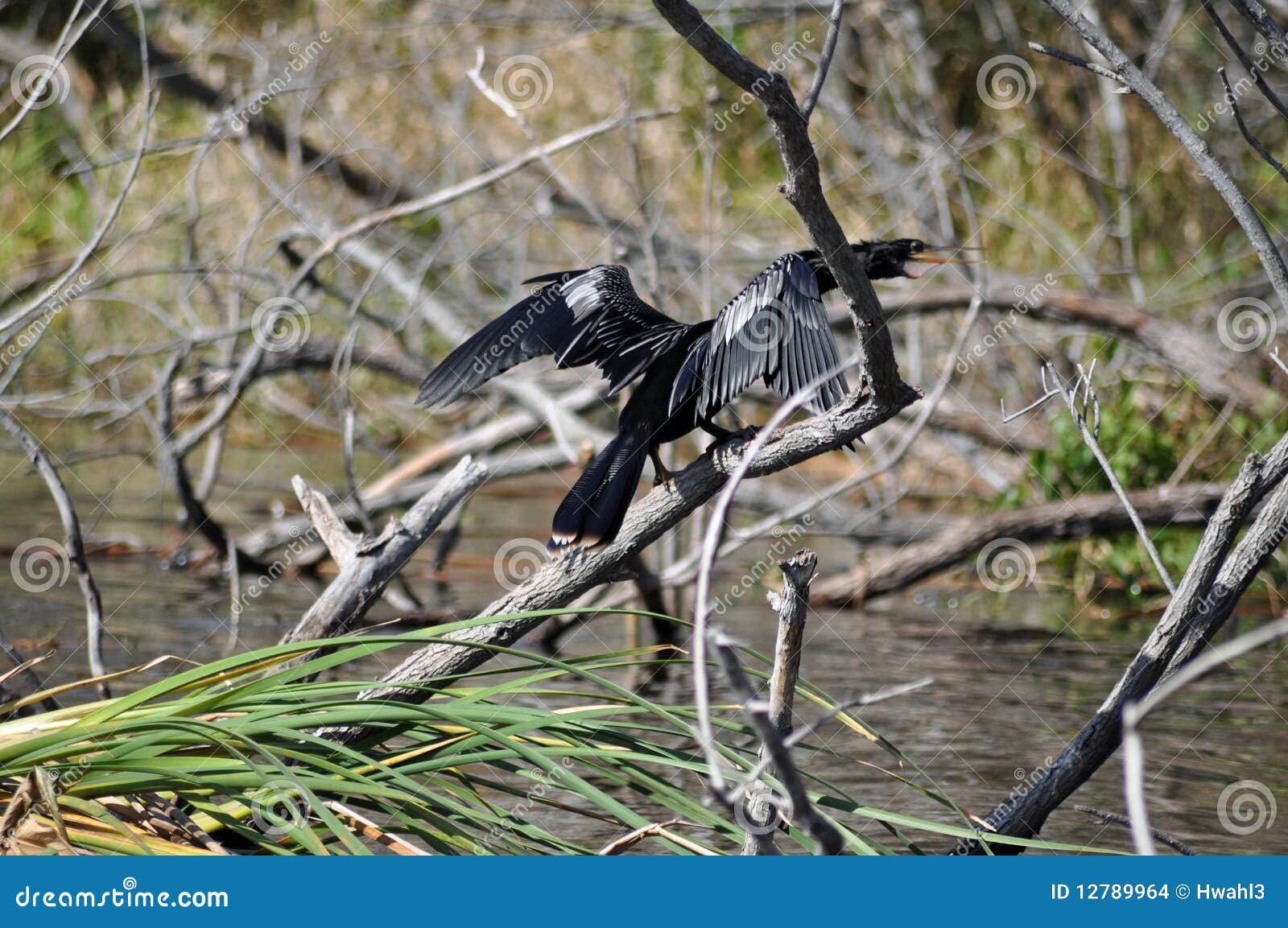 Beautiful anhinga bird stock photo. Image of animal, male - 12789964